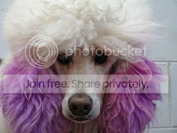 Oster clipper-face and feet question | Poodle Forum