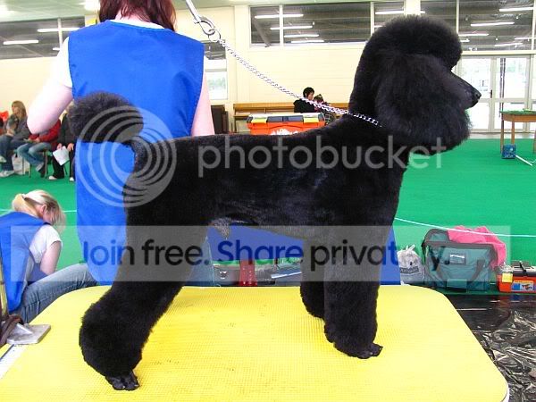 Mister in a Lamb cut!!!! | Poodle Forum