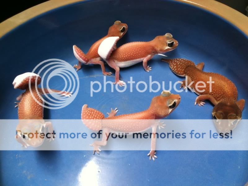 a few of the gecko clan | Aussie Pythons & Snakes Forum