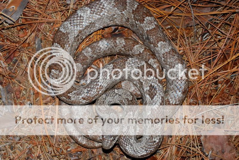 prettiest snake - Page 1 - Field Herp Forum