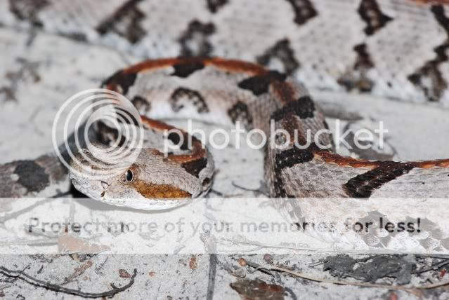 Finds from this yea-Part 2 South Georgia - Field Herp Forum