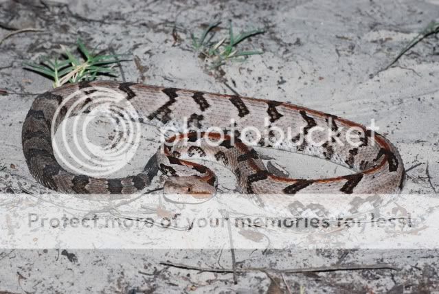 Finds from this yea-Part 2 South Georgia - Field Herp Forum
