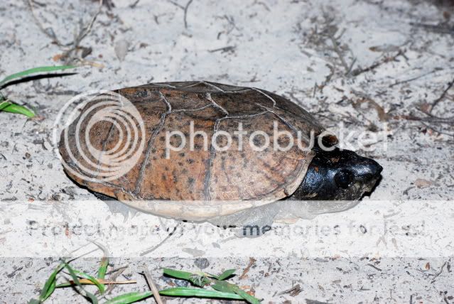 Finds from this yea-Part 2 South Georgia - Field Herp Forum