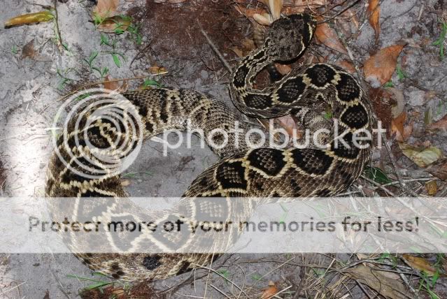 Finds from this yea-Part 2 South Georgia - Field Herp Forum