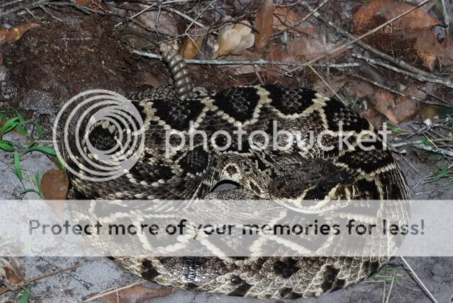 Finds from this yea-Part 2 South Georgia - Field Herp Forum