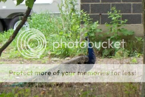 Are Peacocks wild in MI??? | Great Lakes 4x4. The largest offroad forum ...