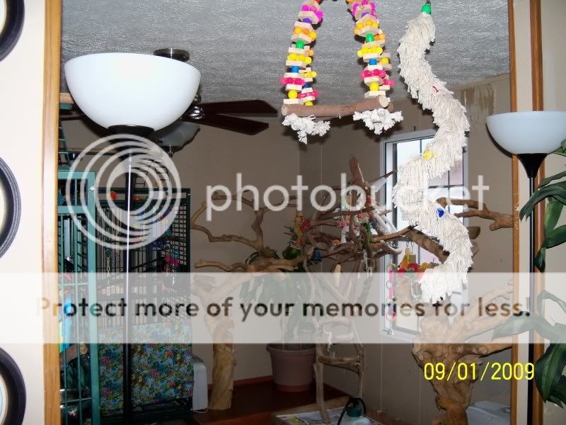 java trees from Kathie-pic heavy | Avian Avenue Parrot Forum