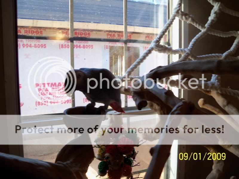 java trees from Kathie-pic heavy | Avian Avenue Parrot Forum