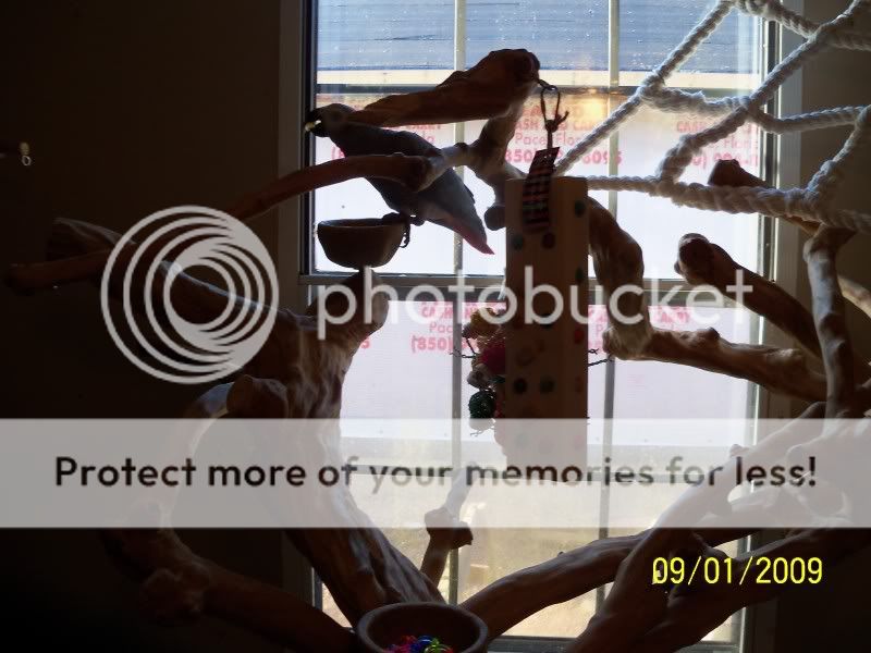 java trees from Kathie-pic heavy | Avian Avenue Parrot Forum