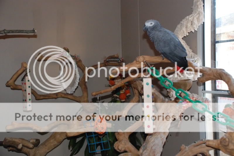 java trees from Kathie-pic heavy | Avian Avenue Parrot Forum