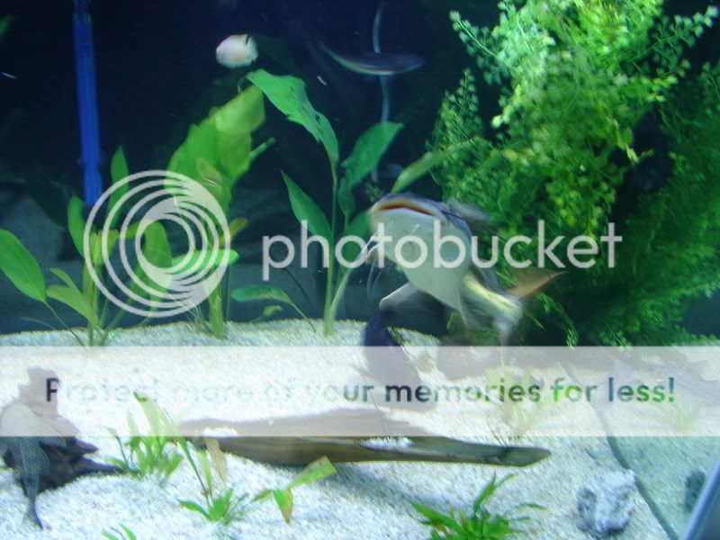 Catfish Cross Breed. *PICTURE | MonsterFishKeepers.com