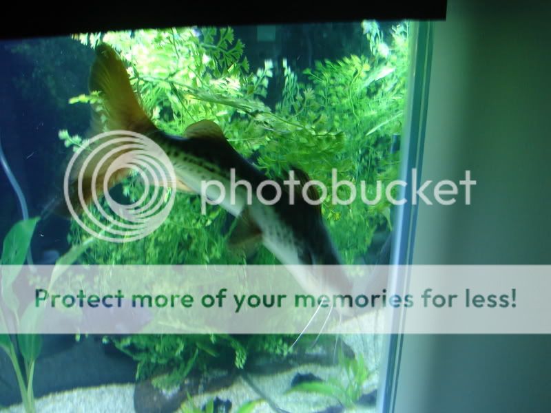 Catfish Cross Breed. *PICTURE | MonsterFishKeepers.com