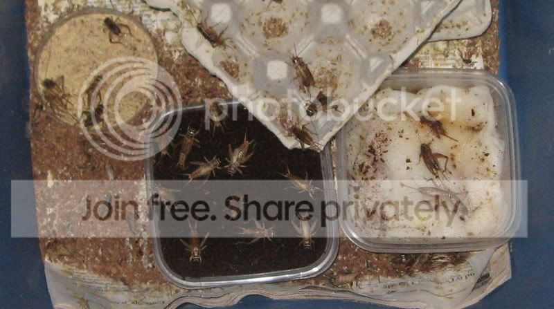 pinhead crickets | Dendroboard