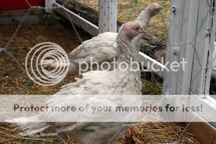 Dirty Turkeys is it safe to give them a bath? | BackYard Chickens ...