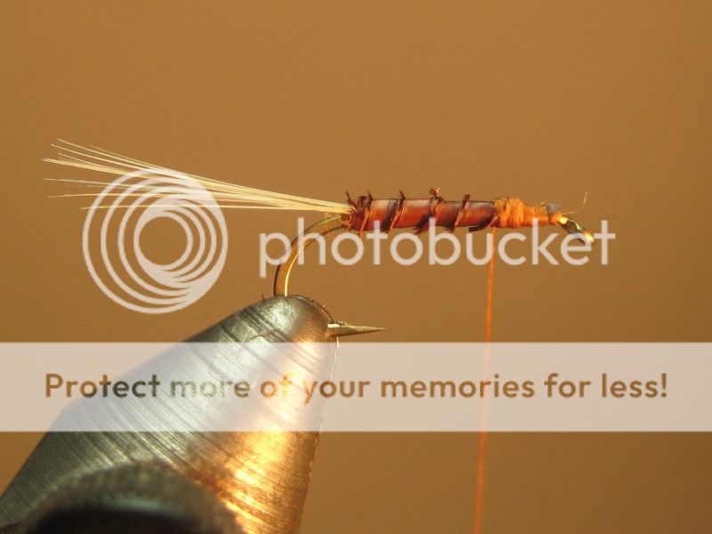 SBS - Rusty Spinner SBS | Washington Fly Fishing Forum