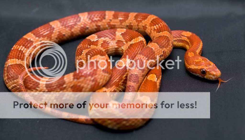 Thats Corny | Reptile Forums