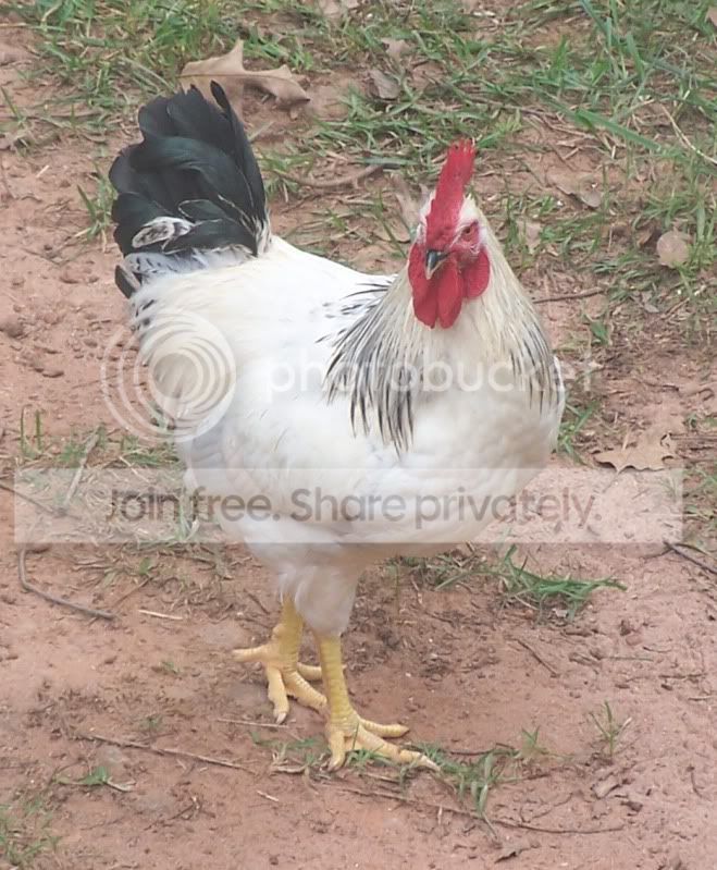 Colombian Rock Genetics | BackYard Chickens - Learn How to Raise Chickens