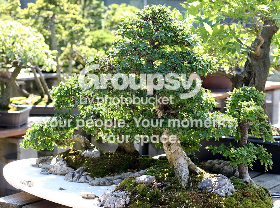 Volunteering at the Pacific Rim Bonsai Collection... | Bonsai Nut