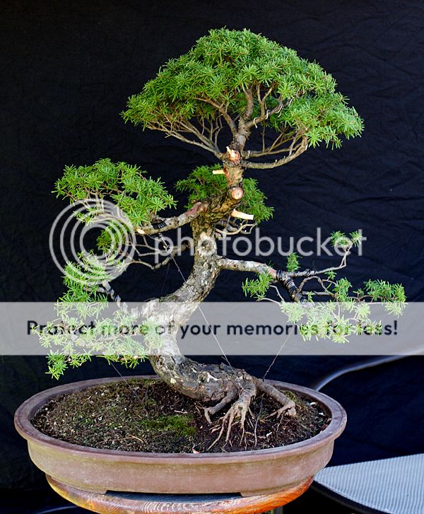 Pacific Rim Bonsai Collection - MANY IMBEDDED PHOTOS!! | Bonsai Nut