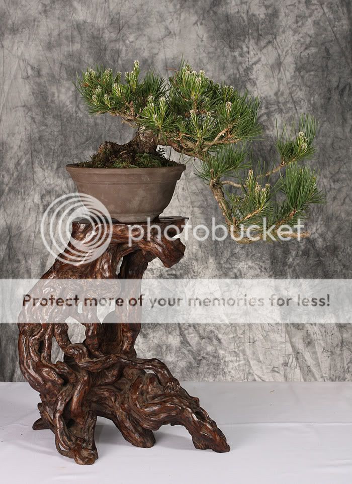 Antique Japanese Root Stand & Shohin JBP | Bonsai Nut