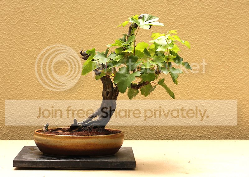 Ridgeway Trees at Pacific Bonsai Museum | Bonsai Nut