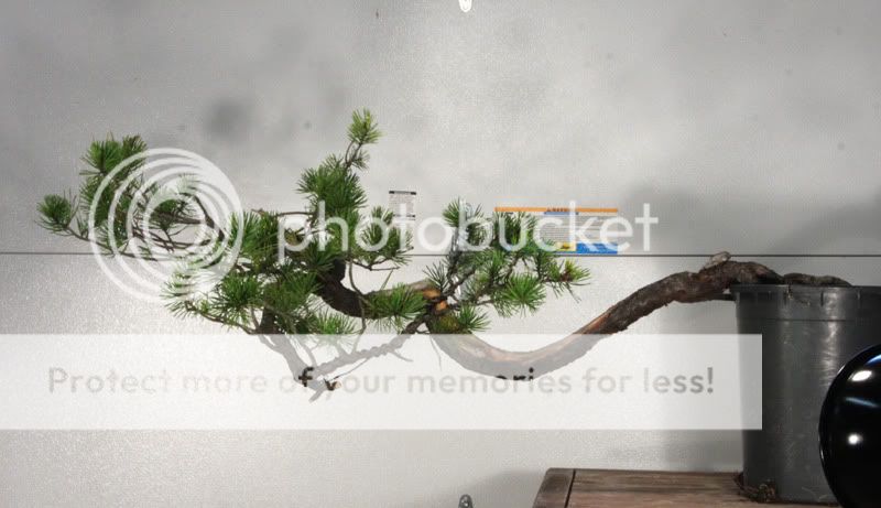 Pinus contorta contorta | Bonsai Nut